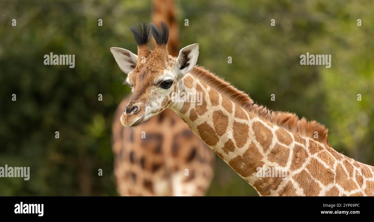 Baby Giraffe head and neck closeup portrait with diffused background ...