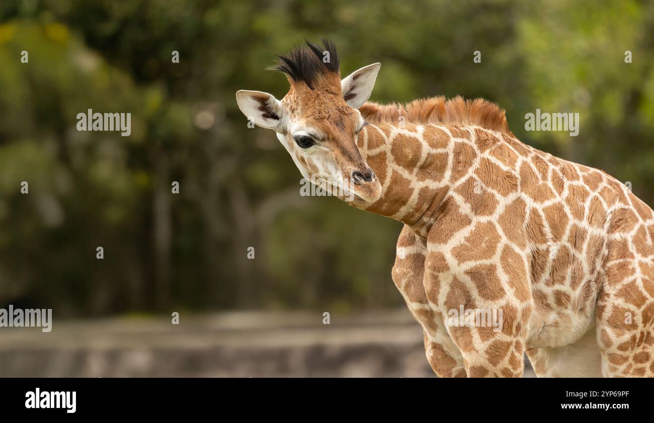 Baby Giraffe head and neck closeup portrait with diffused background ...