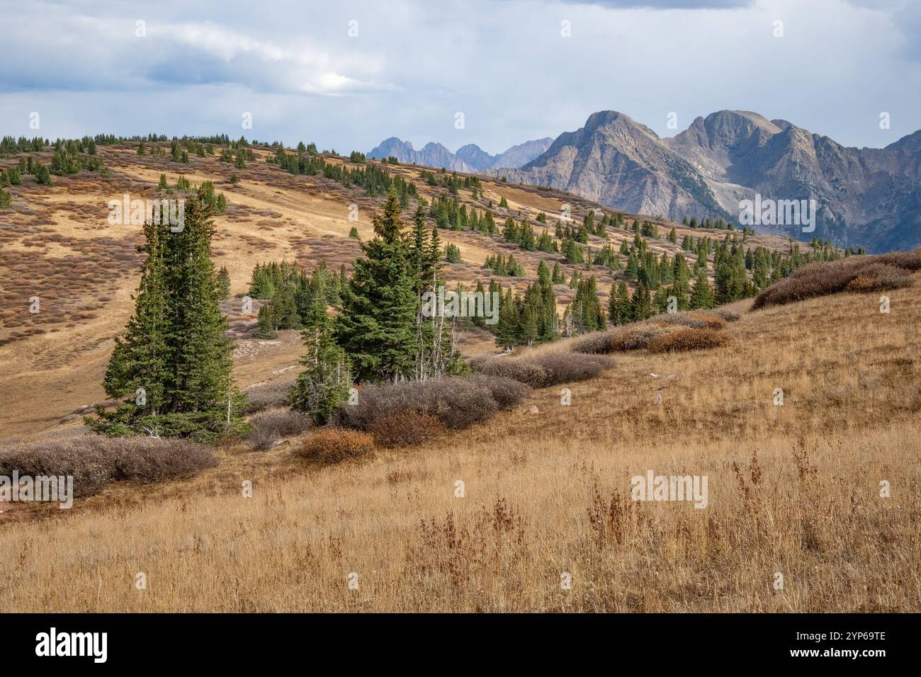 Meadow along the Engineer Mountain Trail, San Juan Range, Colorado ...