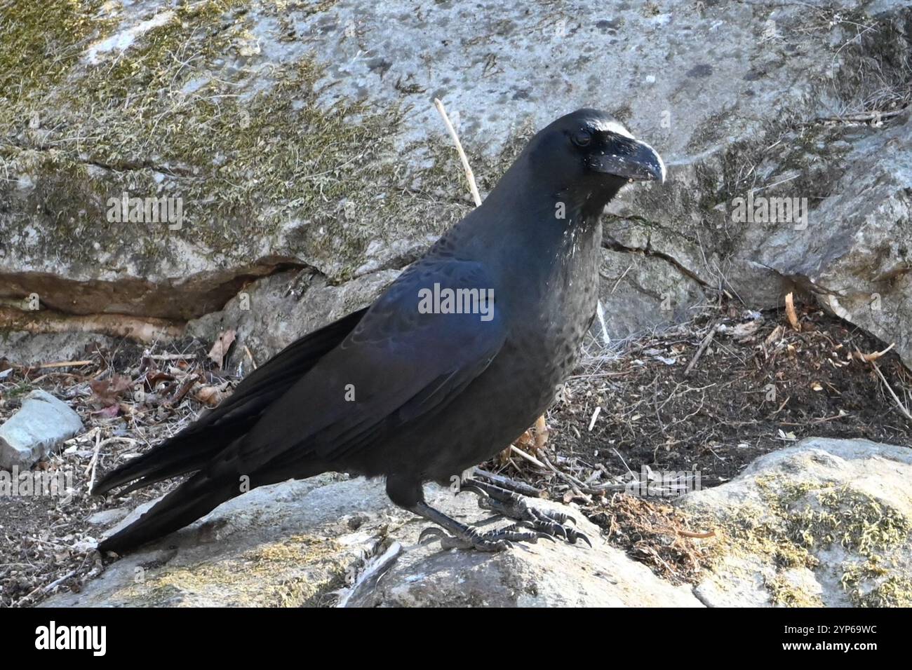 Large-billed Crow (Corvus macrorhynchos Stock Photo - Alamy