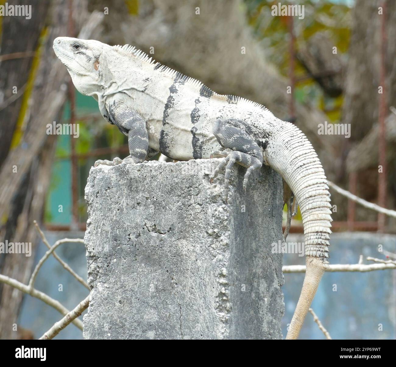 Black Spiny-tailed Iguana (Ctenosaura similis Stock Photo - Alamy