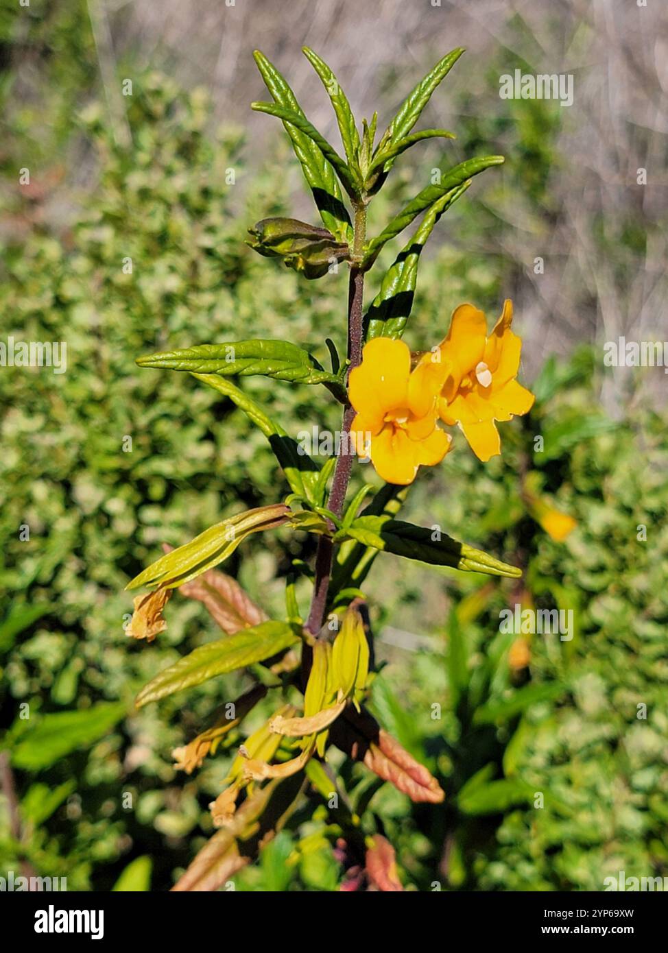 orange bush monkeyflower (Diplacus aurantiacus Stock Photo - Alamy