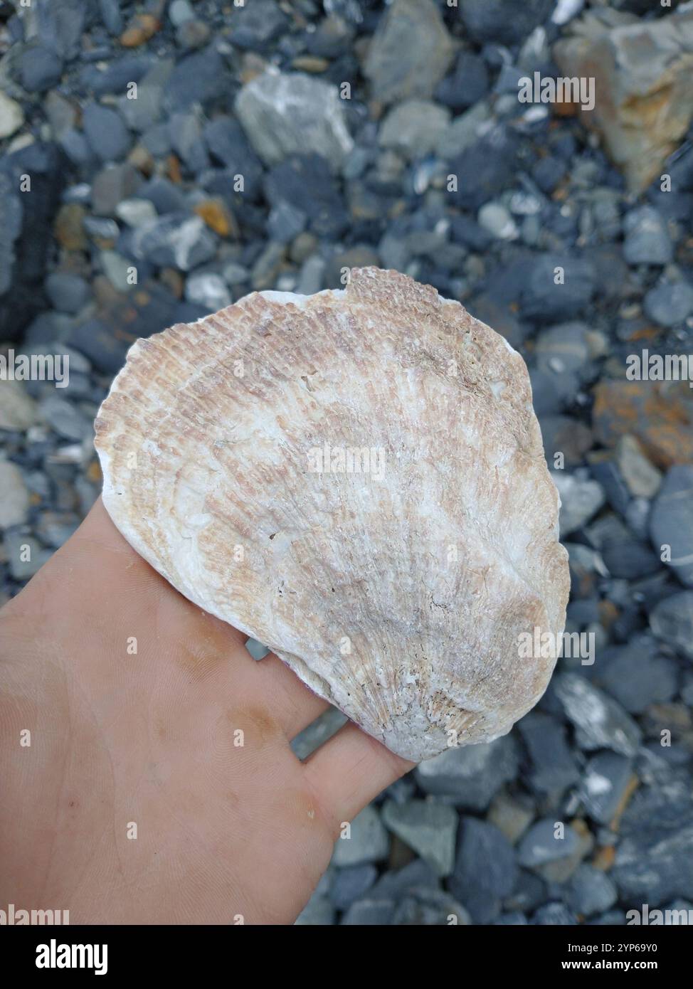 Giant Rock Scallop (Crassadoma gigantea Stock Photo - Alamy