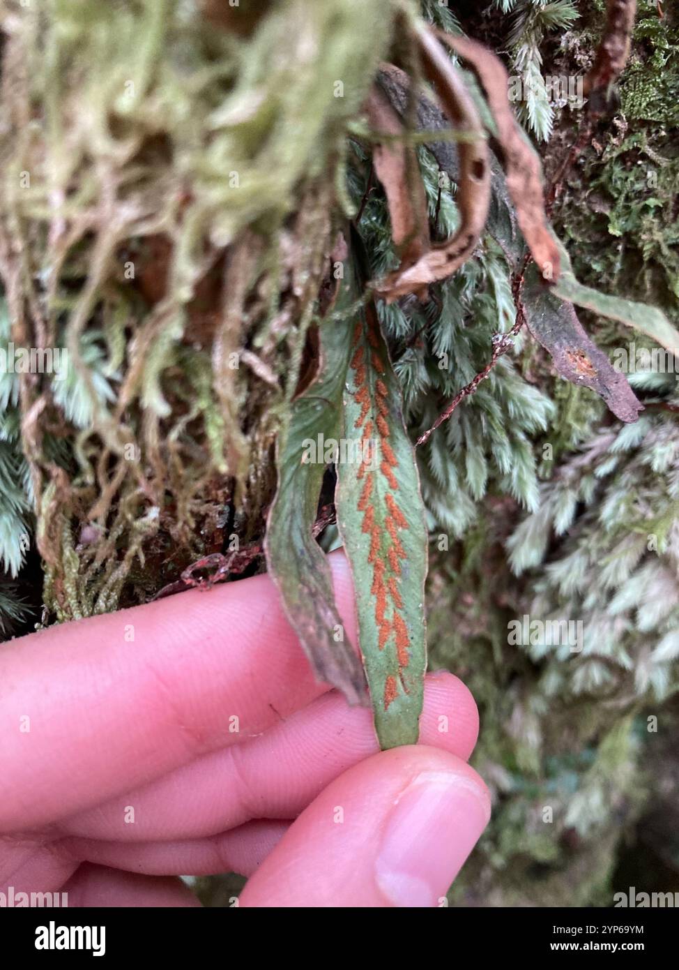 Common strap fern (Notogrammitis billardierei Stock Photo - Alamy
