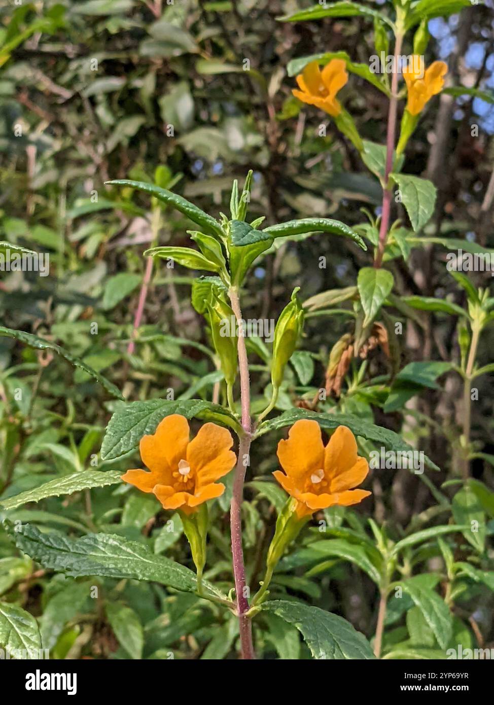 orange bush monkeyflower (Diplacus aurantiacus Stock Photo - Alamy