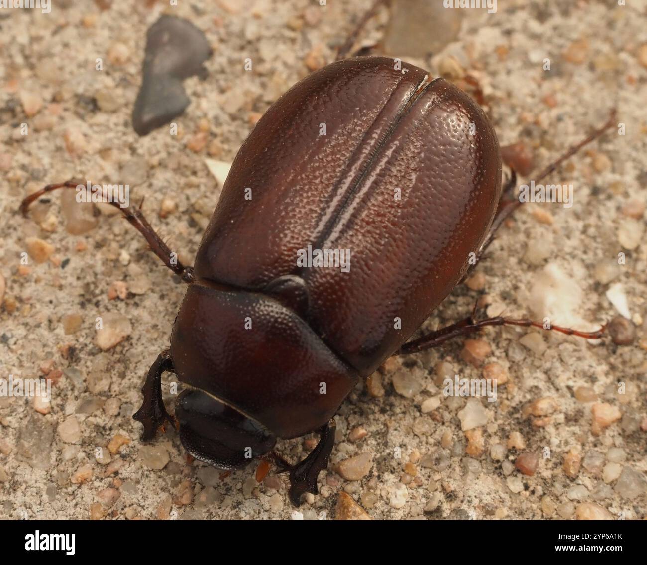 May Beetles (Phyllophaga Stock Photo - Alamy