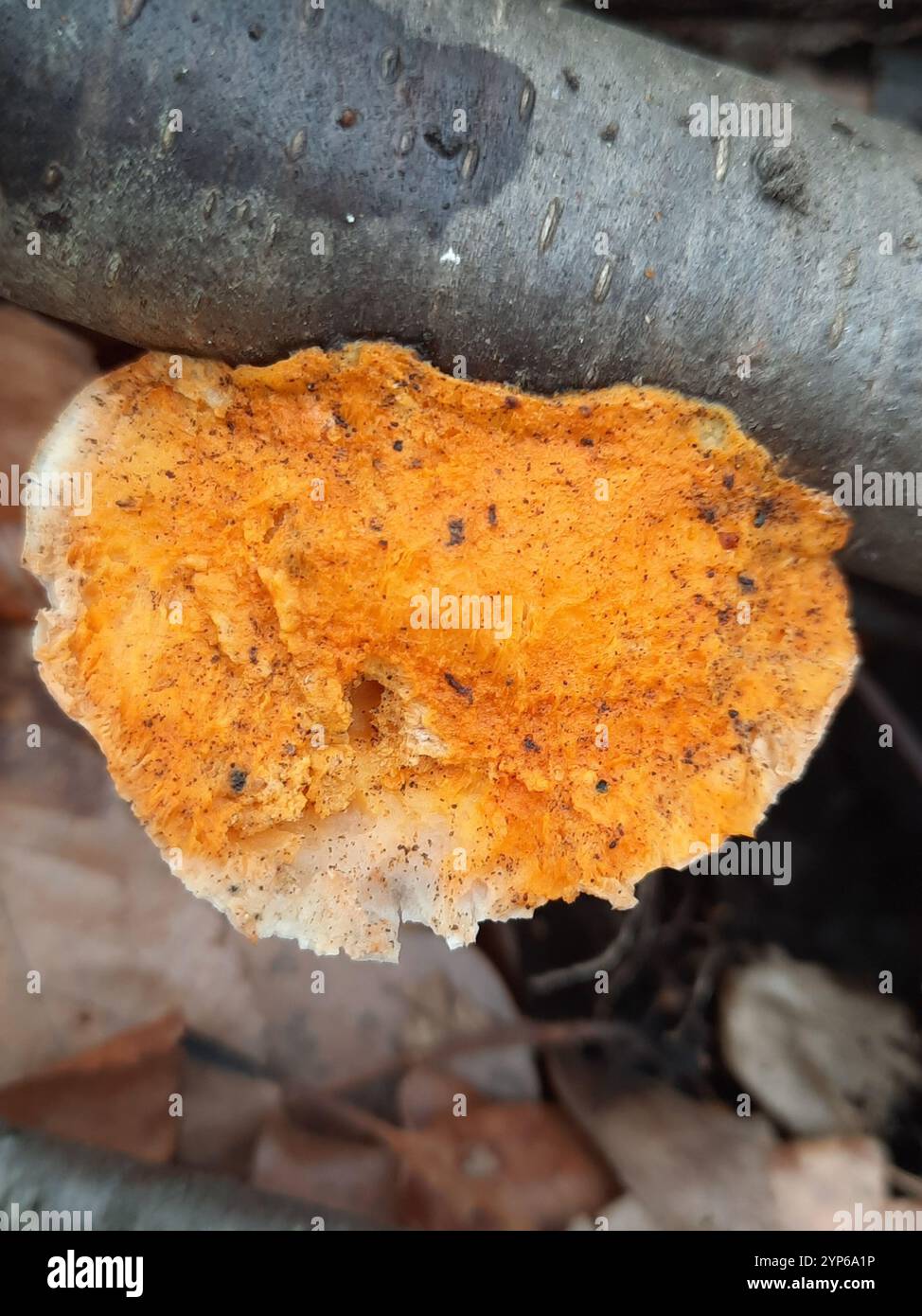 White cheese polypore tyromyces chioneus hi-res stock photography and ...