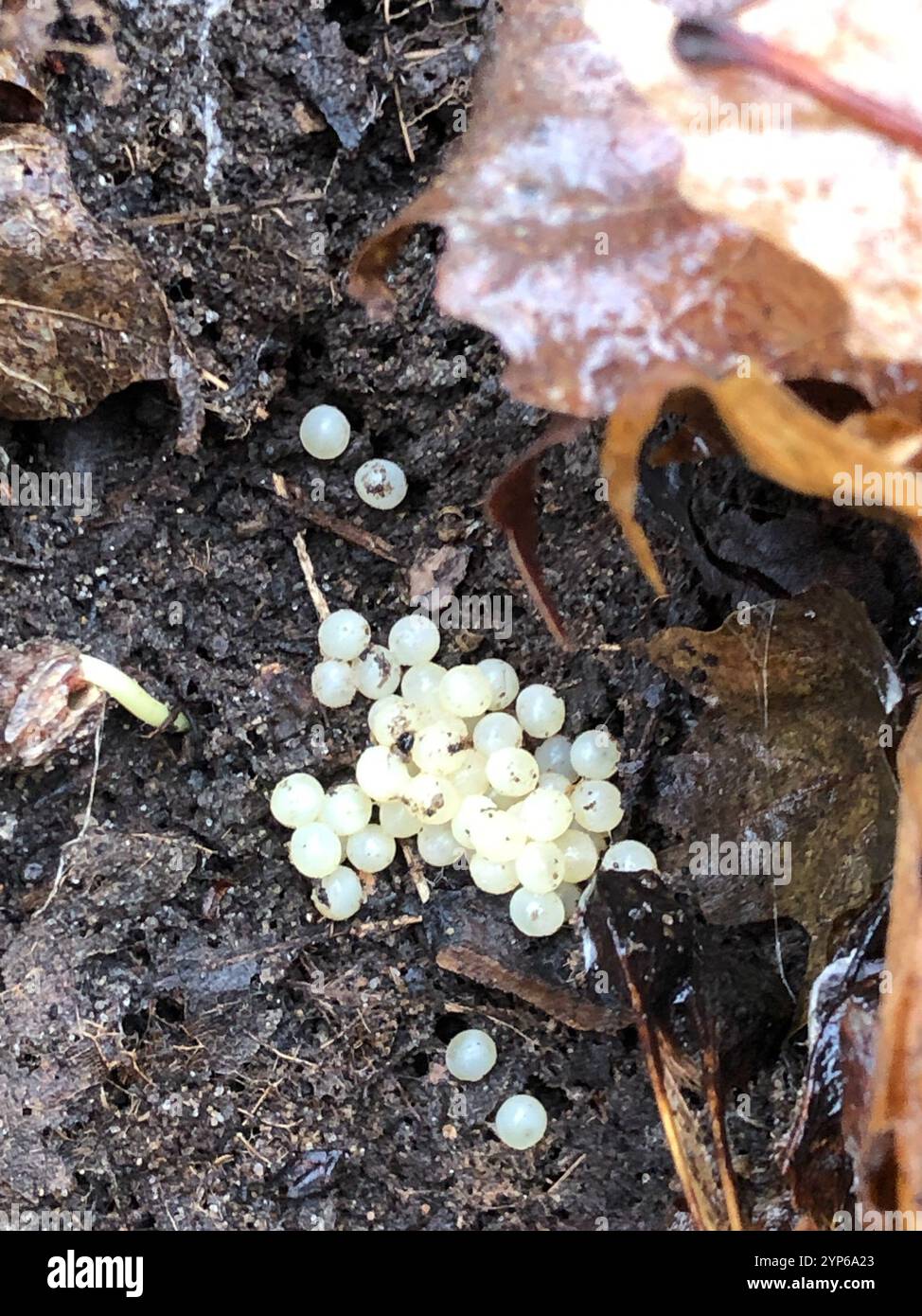 Common Land Snails and Slugs (Stylommatophora Stock Photo - Alamy