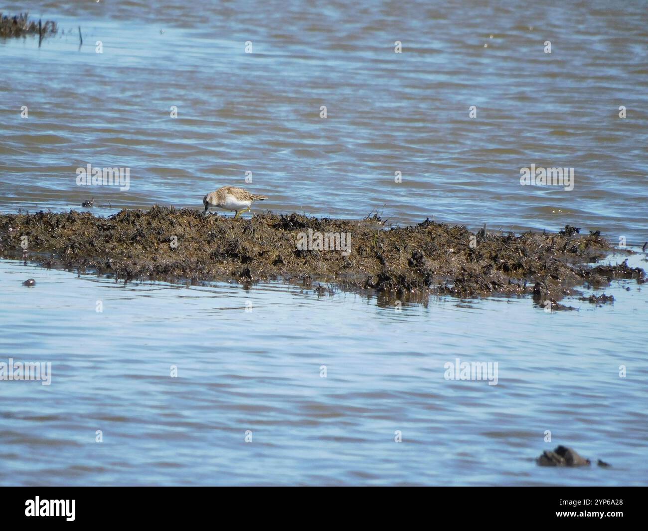 Pectoral Sandpiper (Calidris melanotos Stock Photo - Alamy