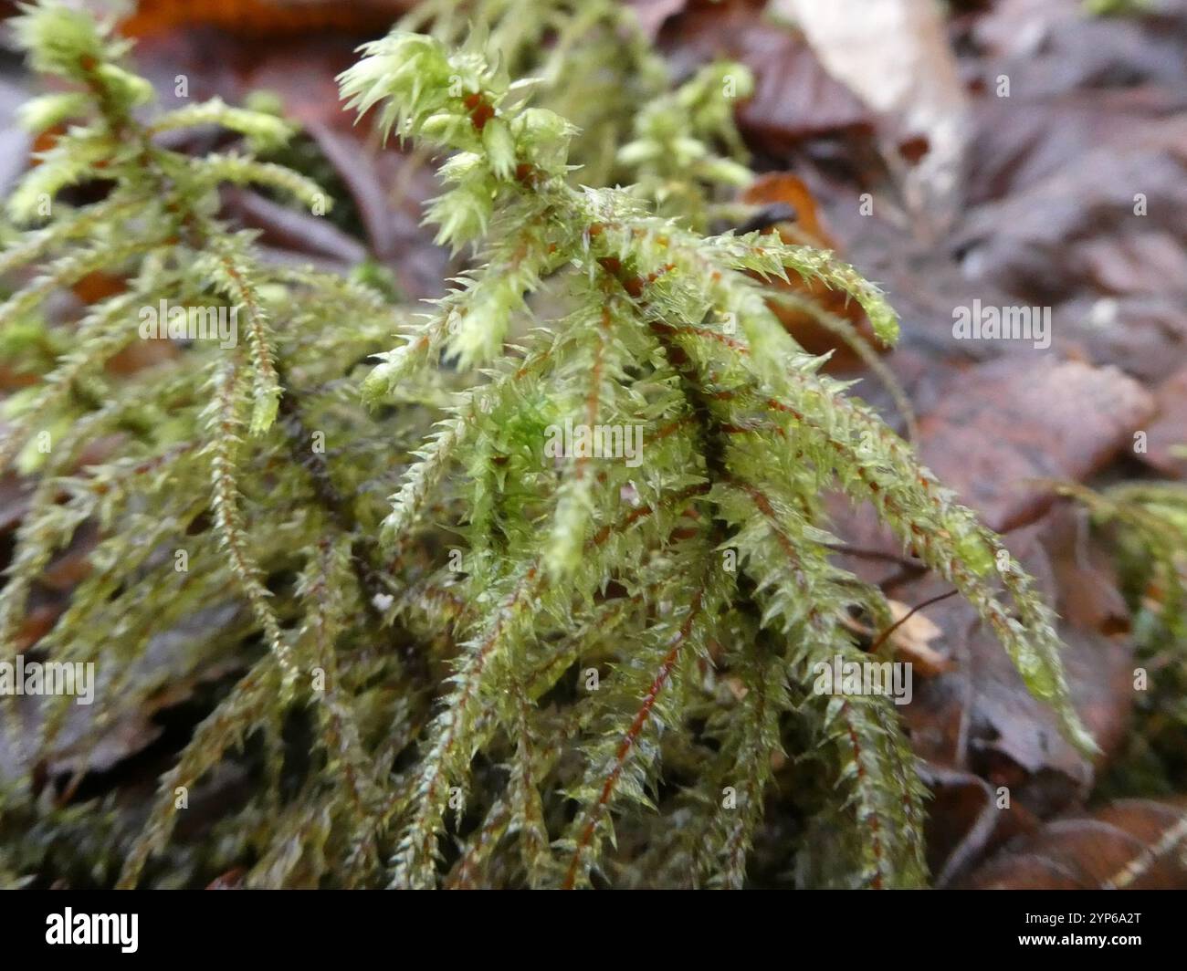 rough goose neck moss (Hylocomiadelphus triquetrus Stock Photo - Alamy