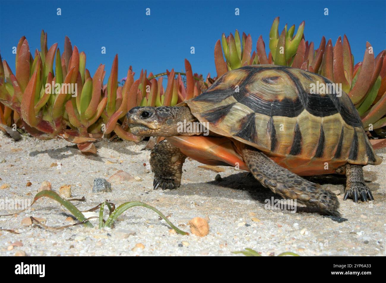Angulate Tortoise (Chersina angulata Stock Photo - Alamy