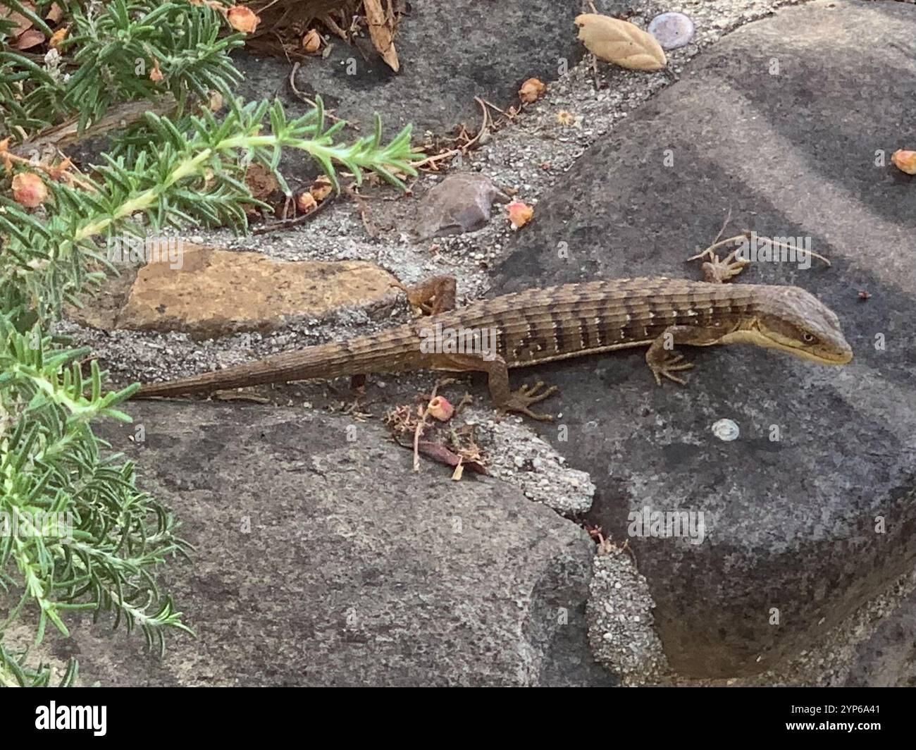 Southern Alligator Lizard (Elgaria multicarinata Stock Photo - Alamy