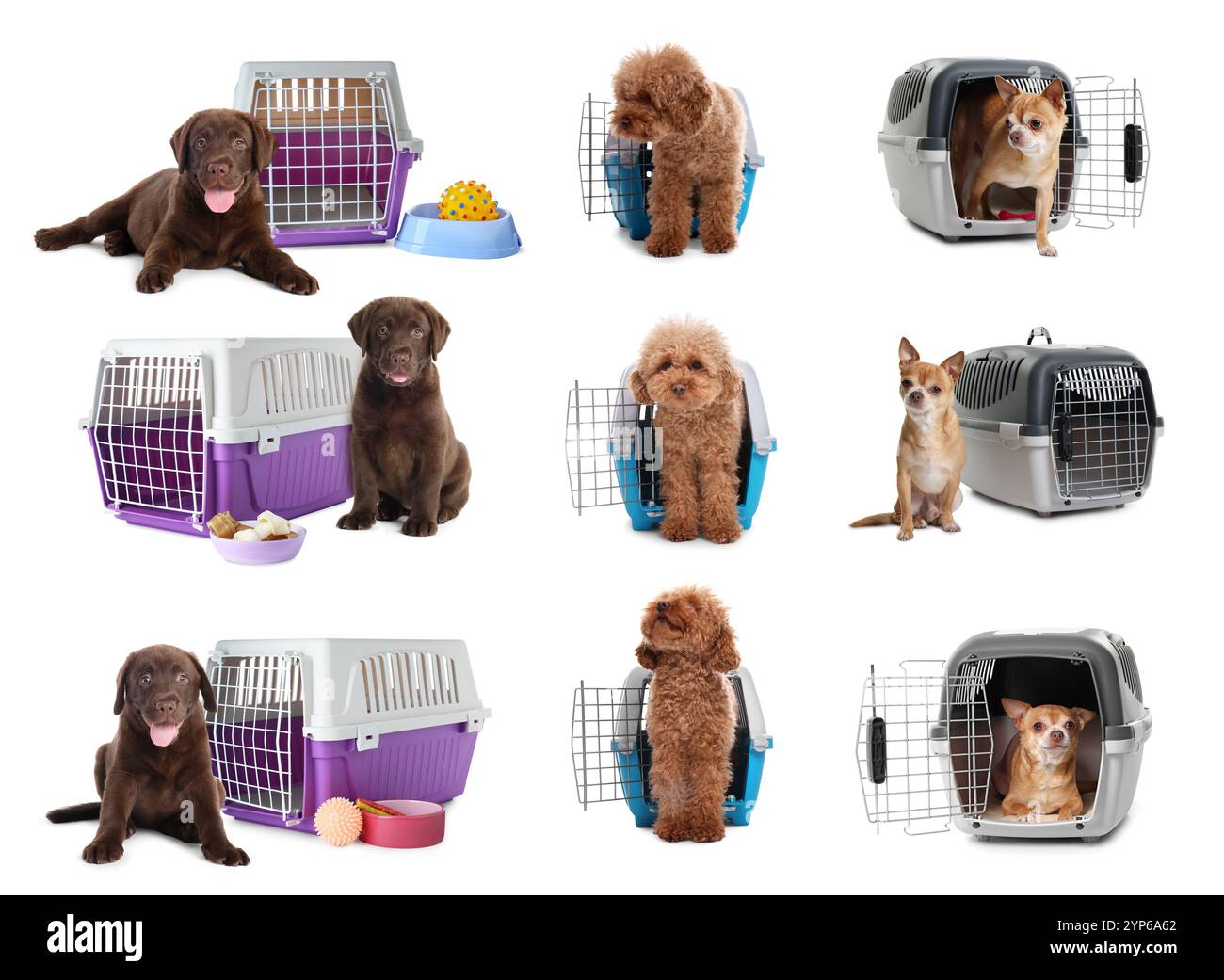 Different dogs and pet carriers on white background Stock Photo - Alamy