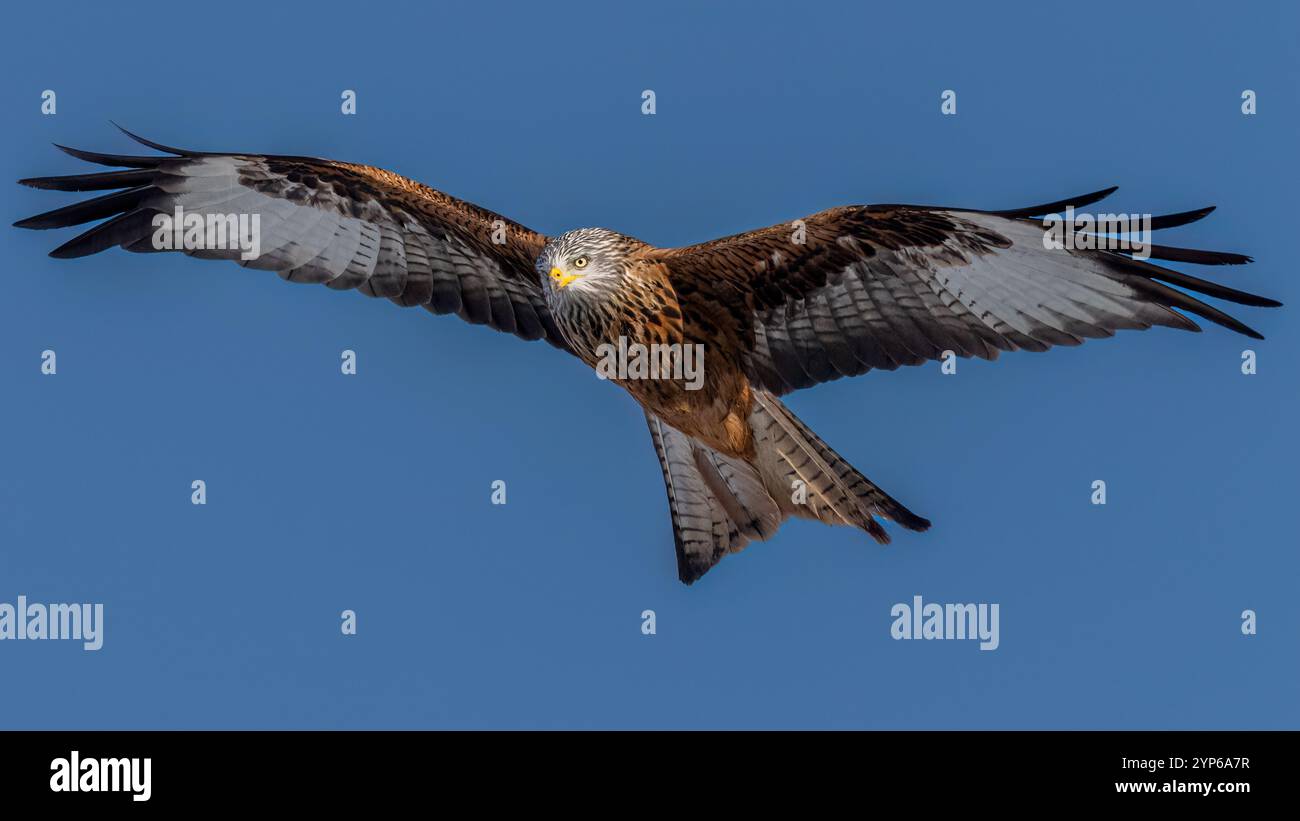 Kites legs hi-res stock photography and images - Alamy