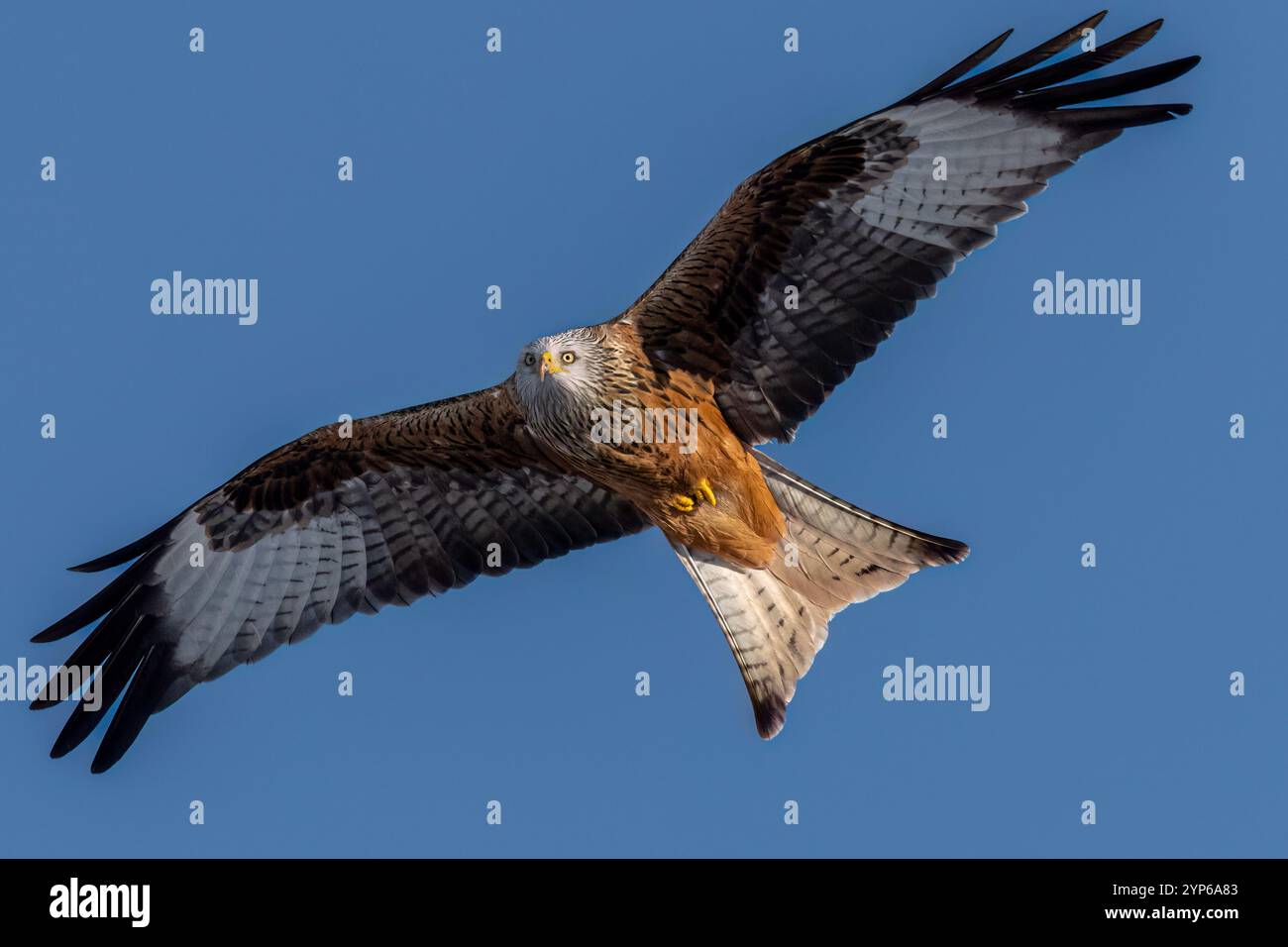 Kites legs hi-res stock photography and images - Alamy