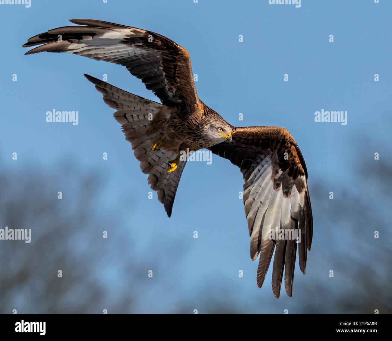 Kites legs hi-res stock photography and images - Alamy