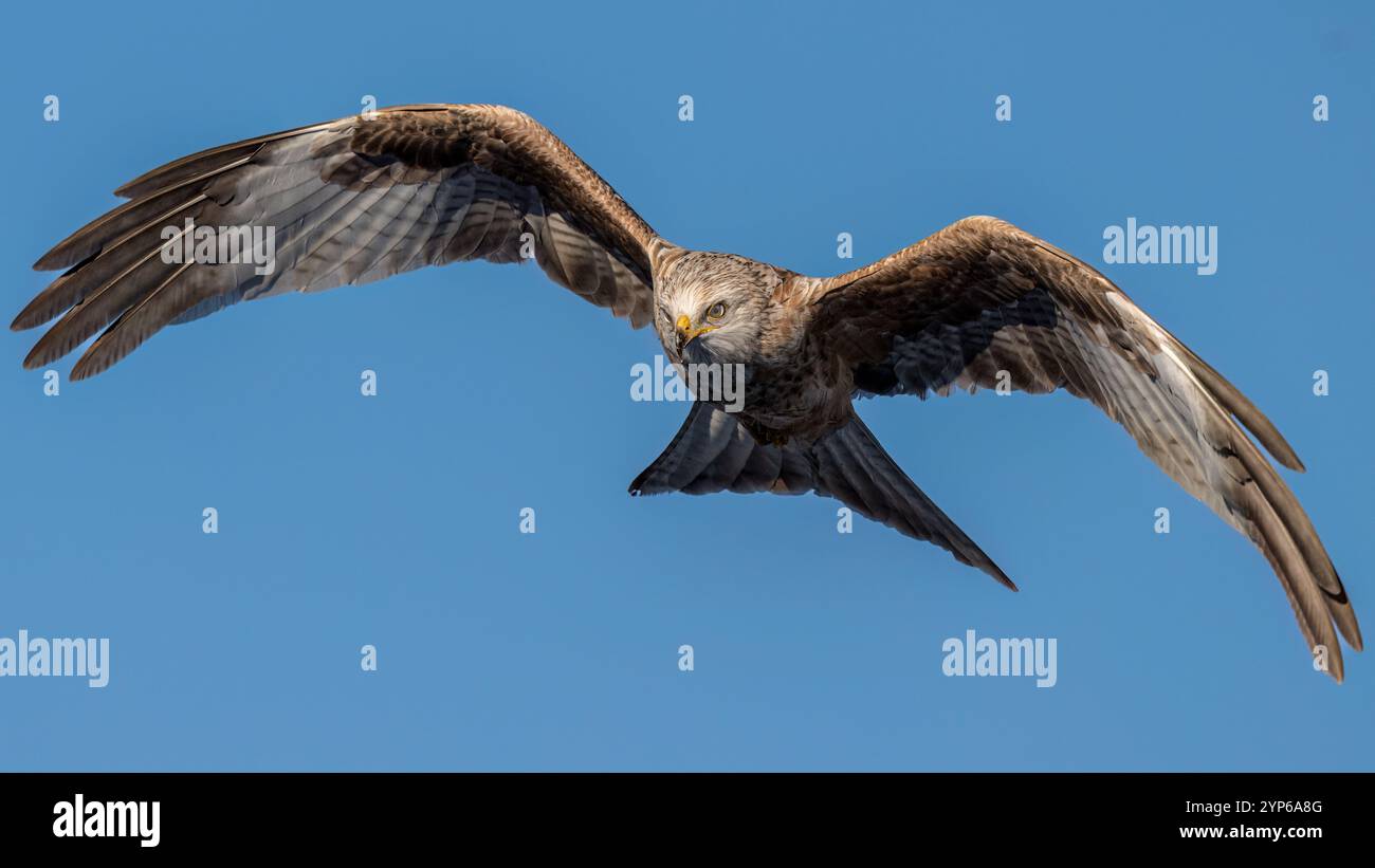Kites legs hi-res stock photography and images - Alamy
