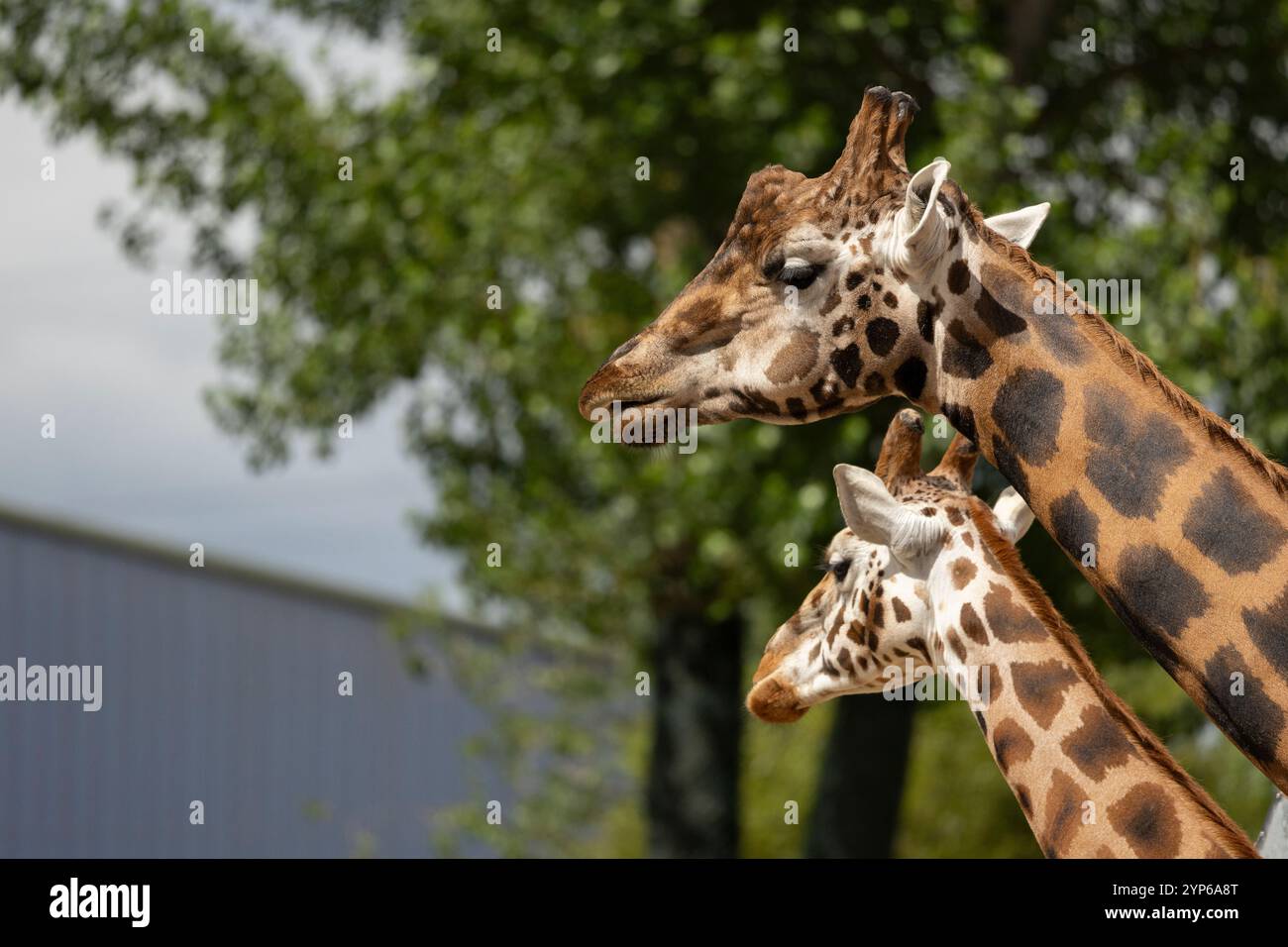 Baby Giraffe head and neck closeup portrait with diffused background ...