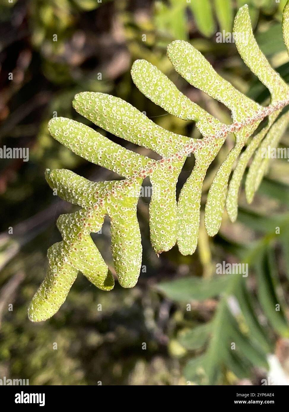 resurrection fern (Pleopeltis michauxiana Stock Photo - Alamy