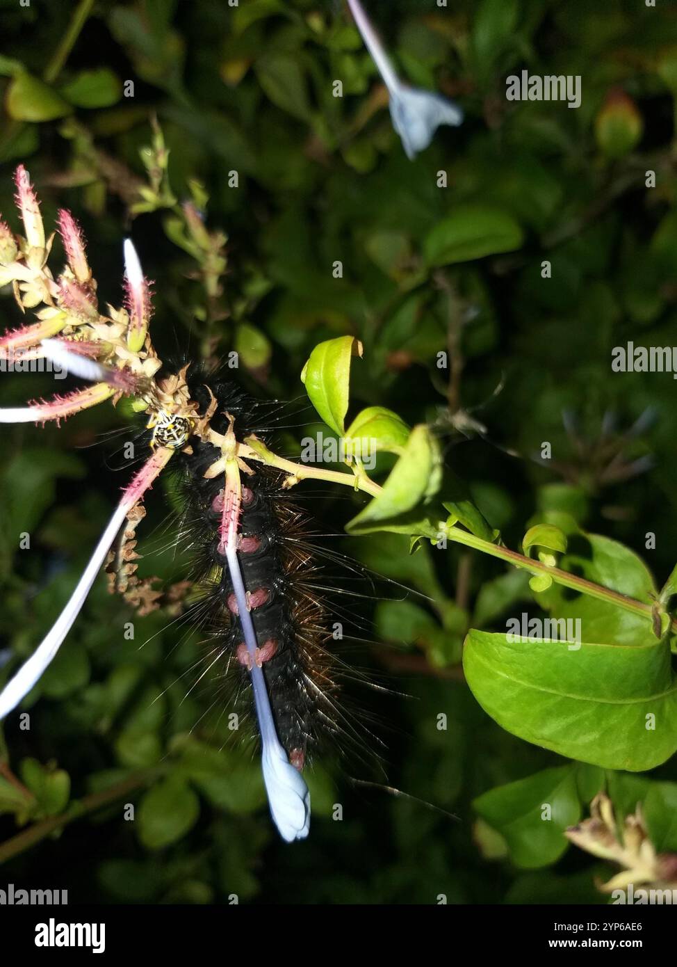 Variegated Coffee Bugs (Antestiopsis Stock Photo - Alamy