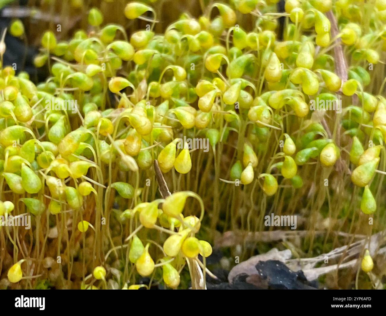 Bonfire moss (Funaria hygrometrica Stock Photo - Alamy