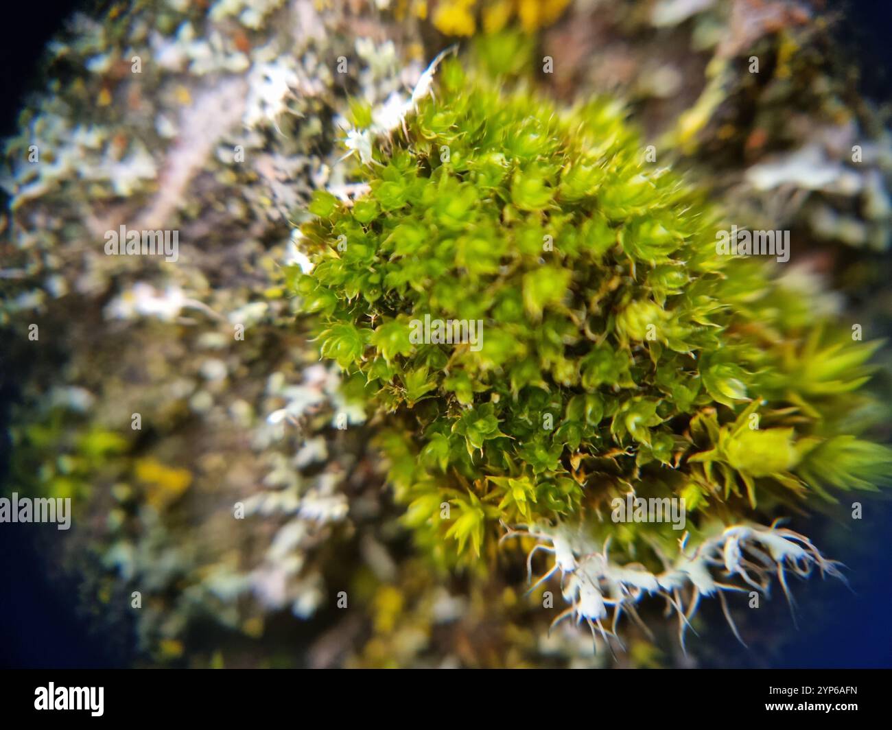 Capillary Thread-moss (Ptychostomum capillare Stock Photo - Alamy