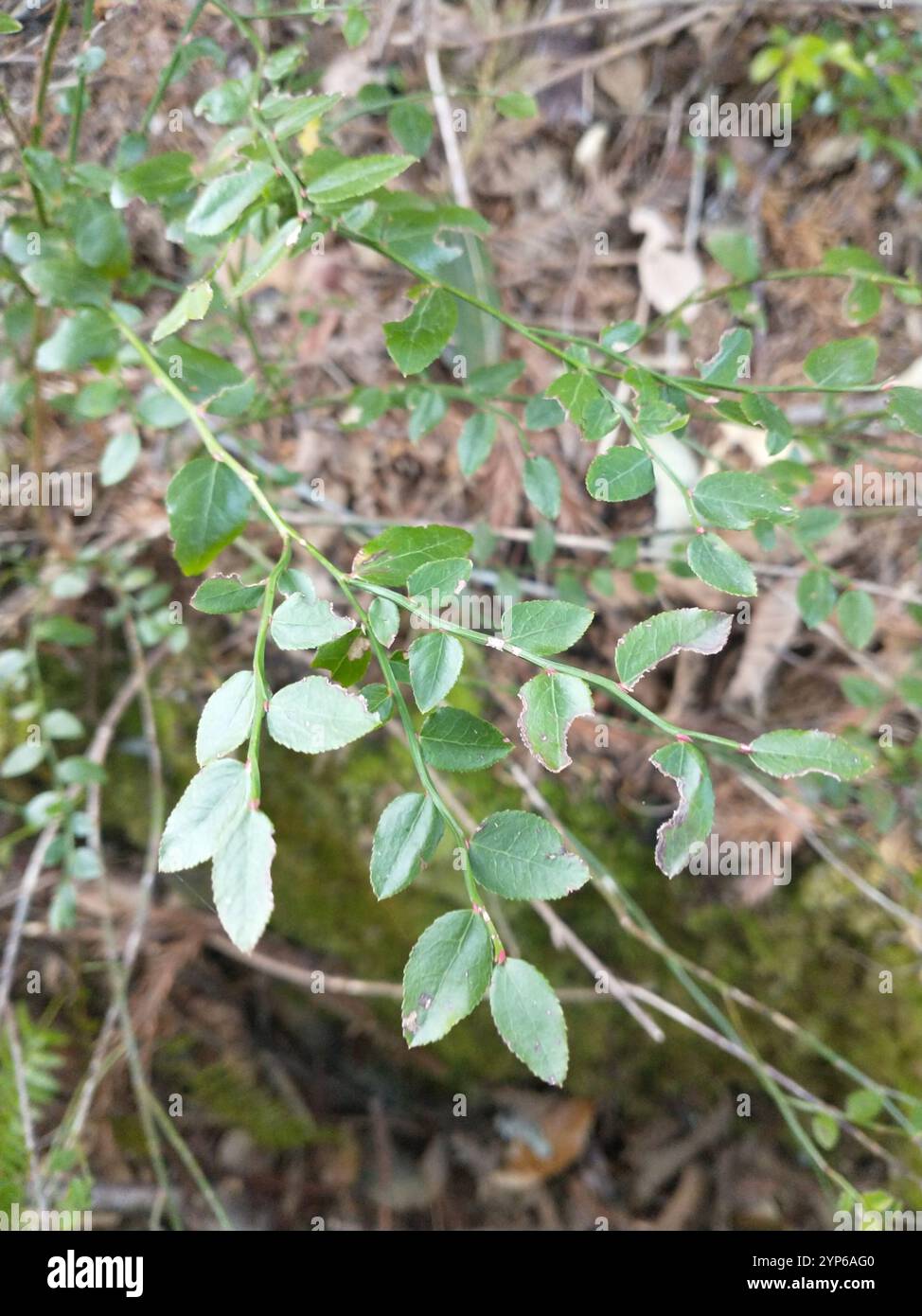 Red Huckleberry (Vaccinium parvifolium Stock Photo - Alamy