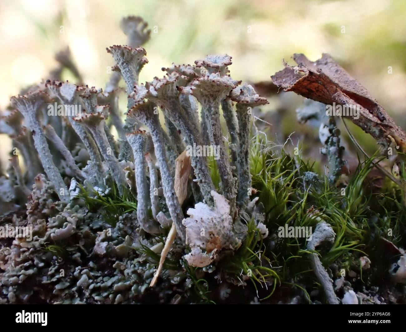 Ladder Lichen (Cladonia verticillata Stock Photo - Alamy