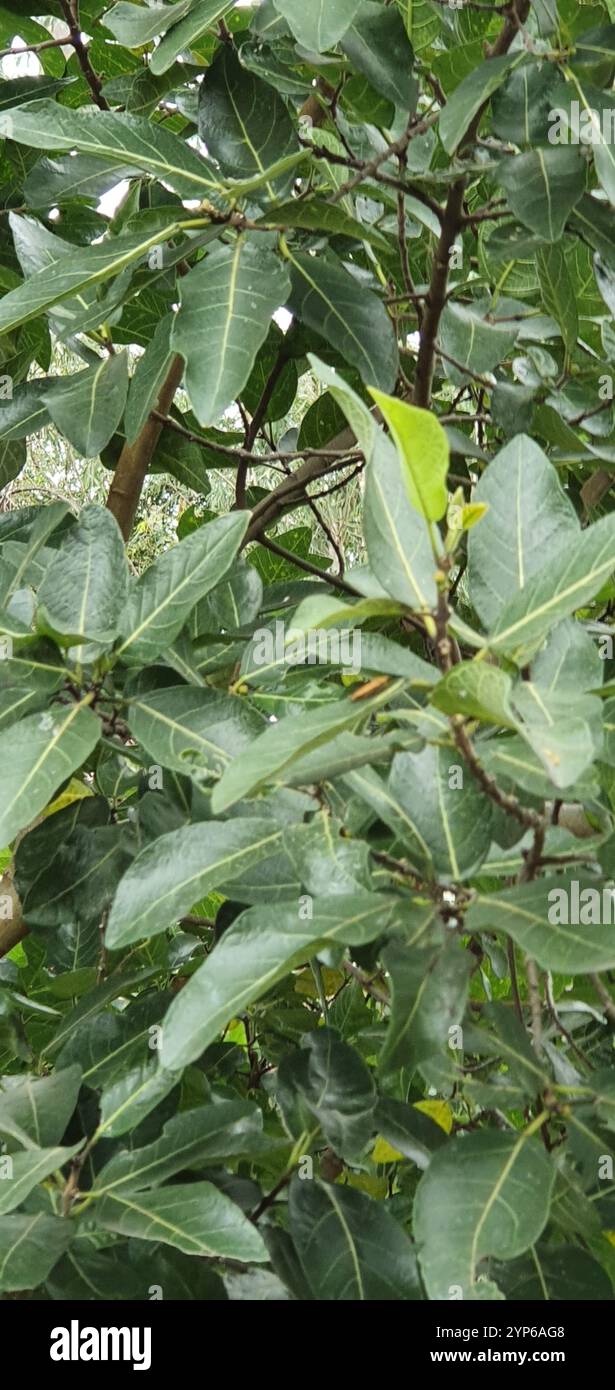 Sandpaper fig hi-res stock photography and images - Alamy