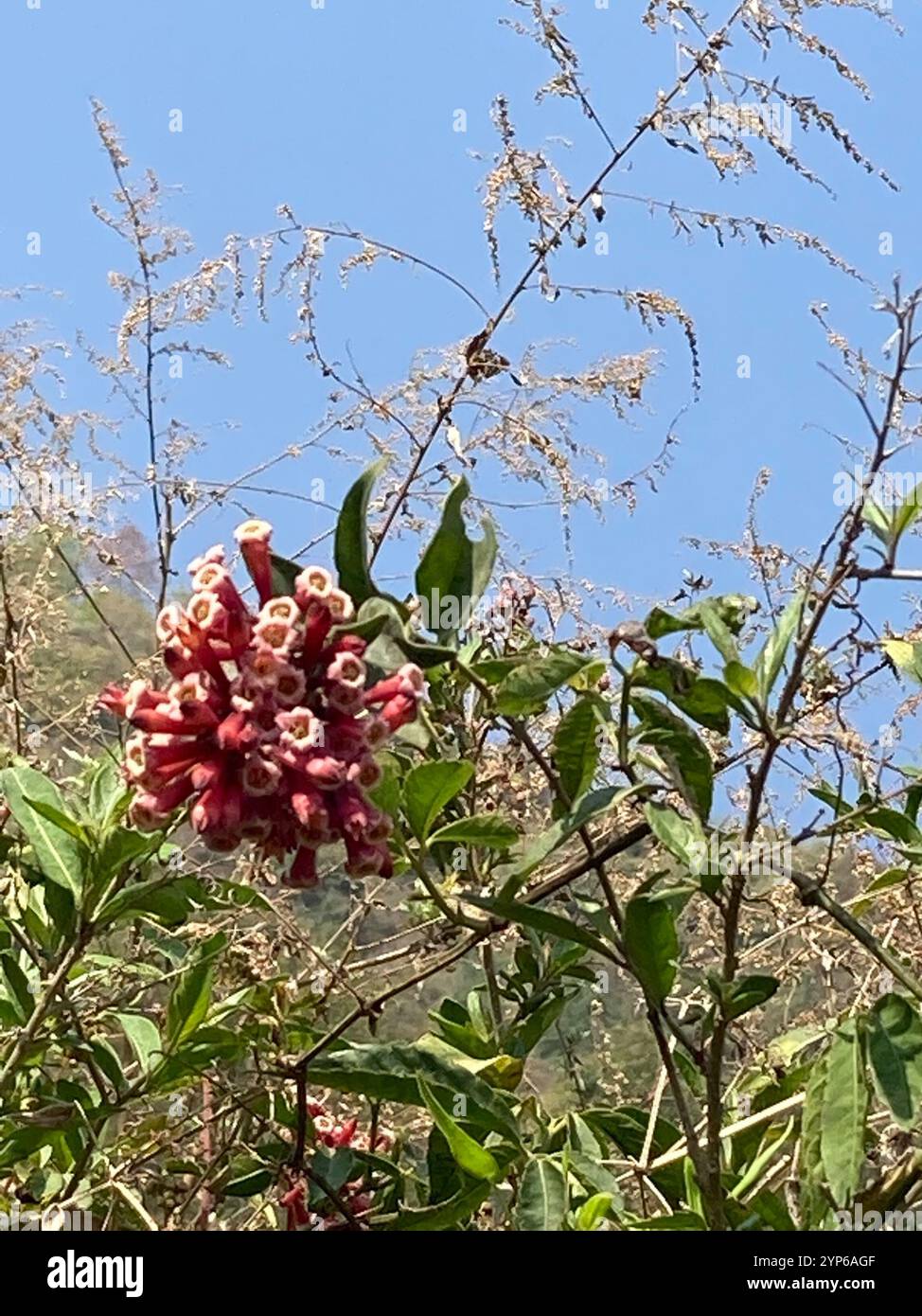 red cestrum (Cestrum fasciculatum Stock Photo - Alamy