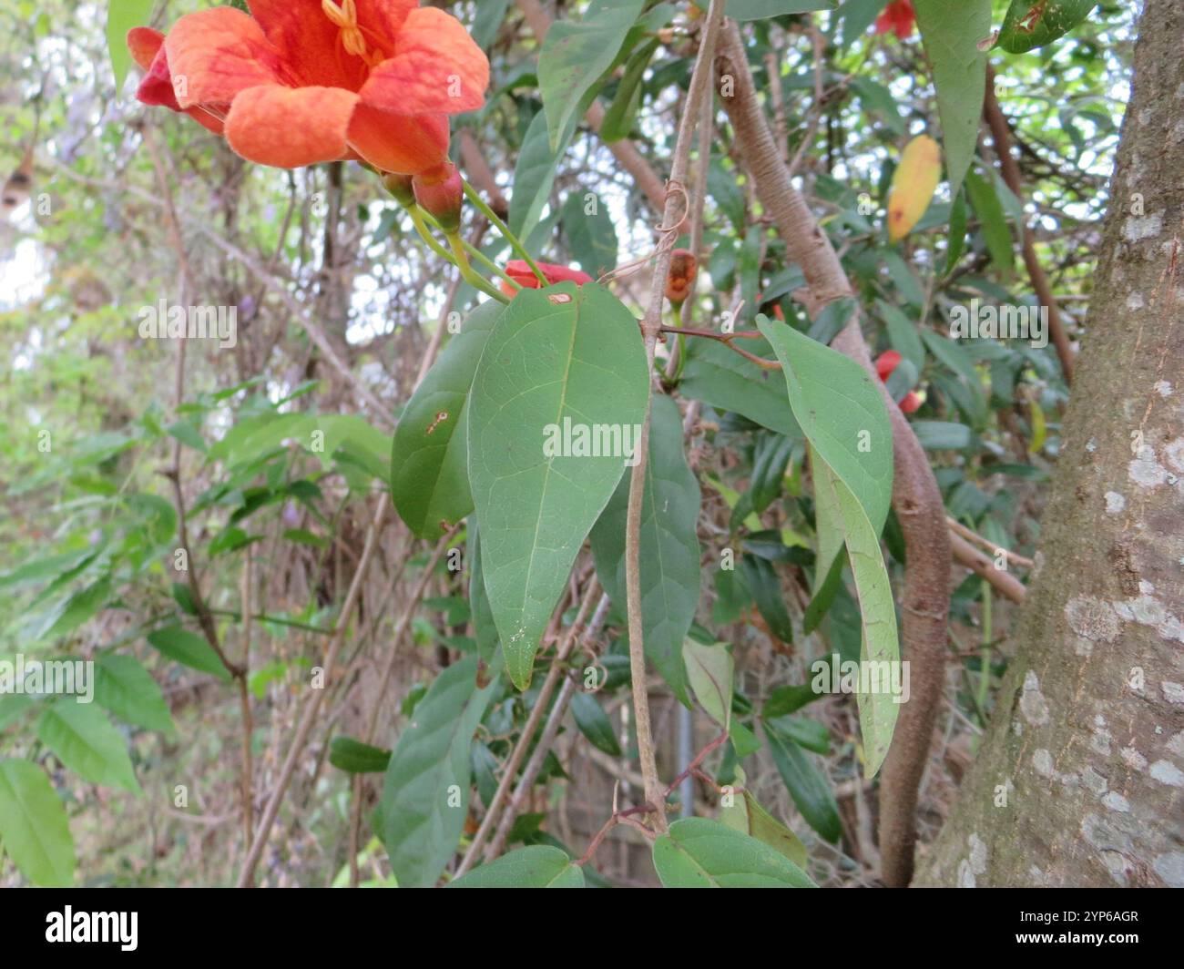cross vine (Bignonia capreolata Stock Photo - Alamy
