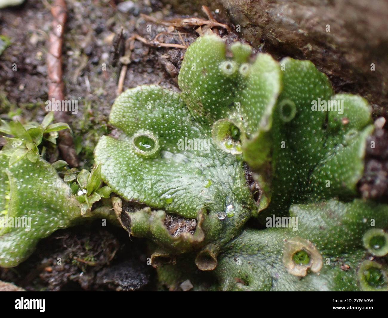 Common Liverwort (Marchantia polymorpha Stock Photo - Alamy