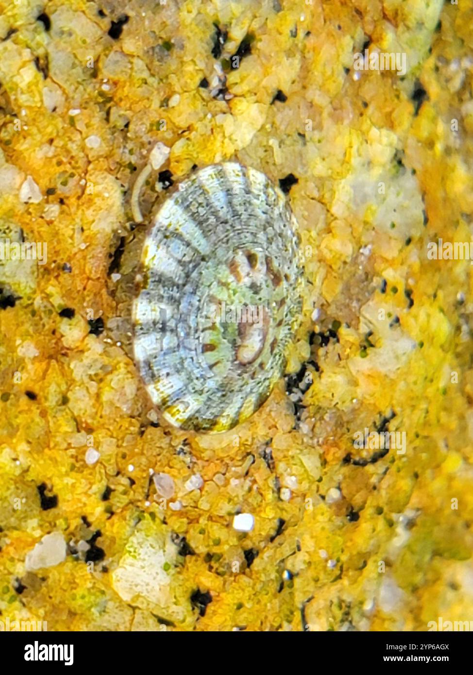 True limpets hi-res stock photography and images - Alamy
