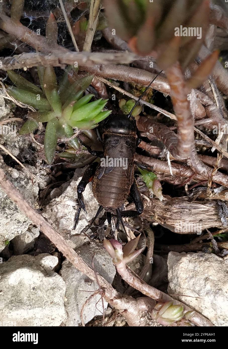 European Field Cricket (Gryllus campestris Stock Photo - Alamy