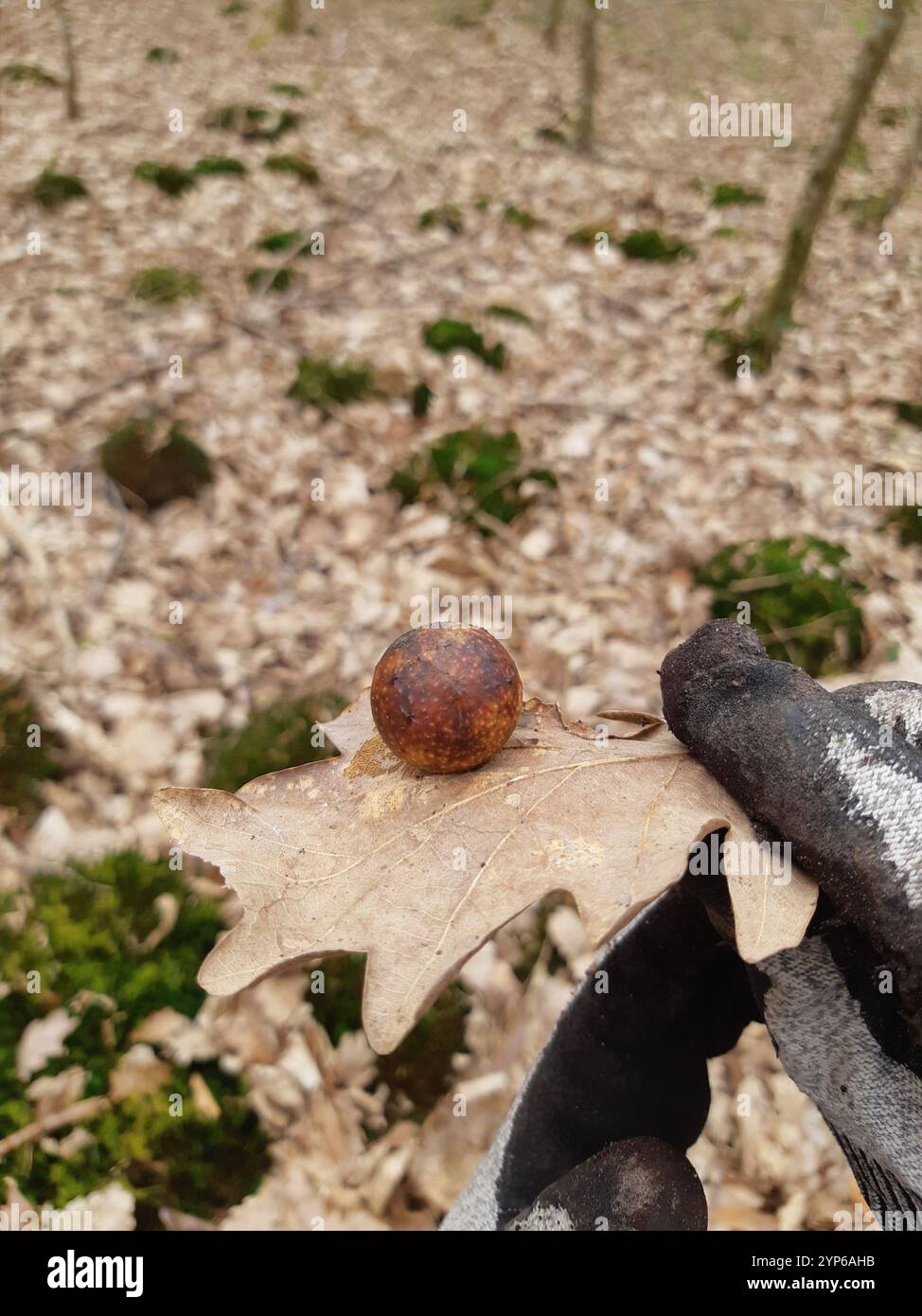 Cherry Gall Wasp (Cynips quercusfolii Stock Photo - Alamy