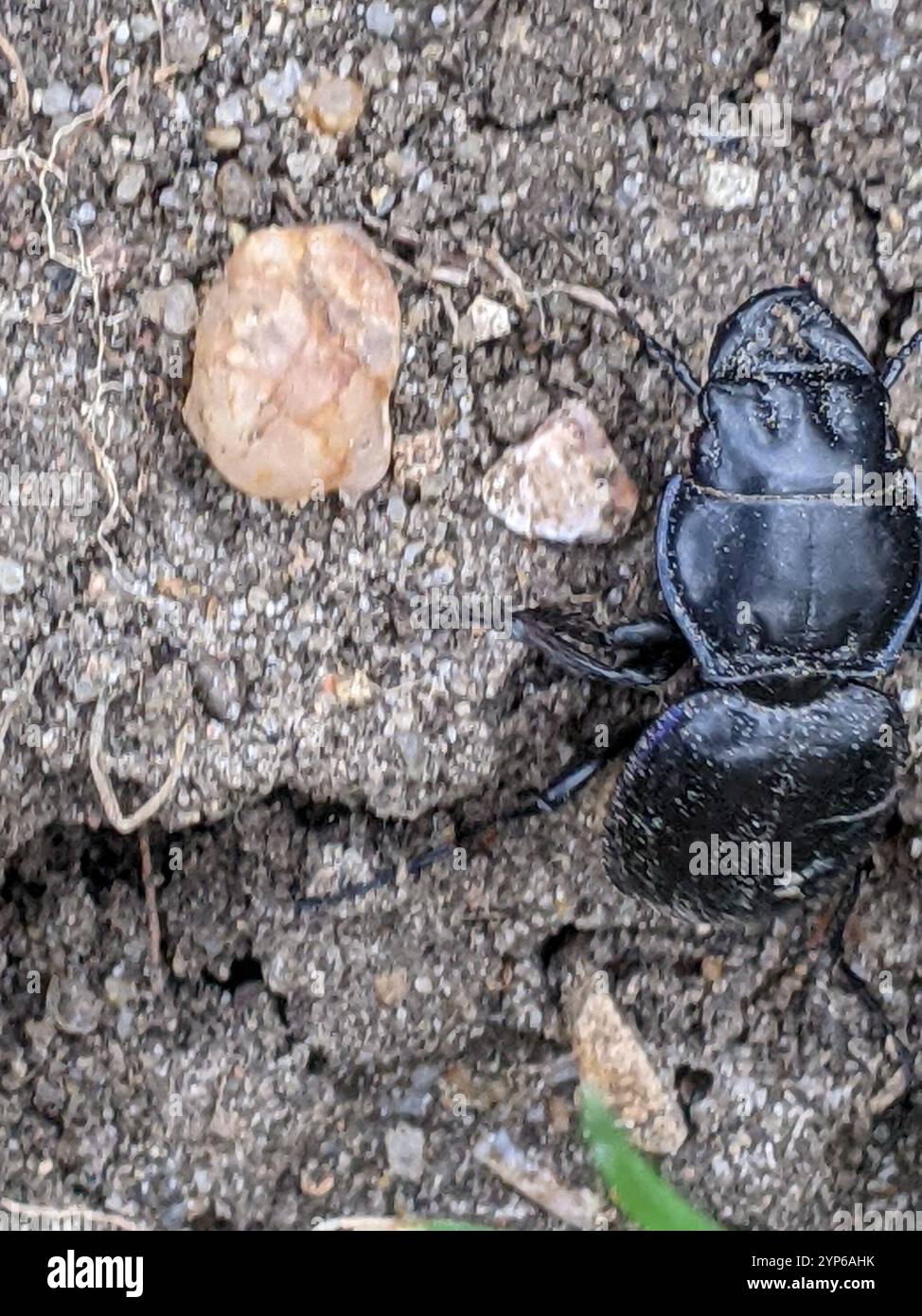 Warrior Beetles (Pasimachus Stock Photo - Alamy