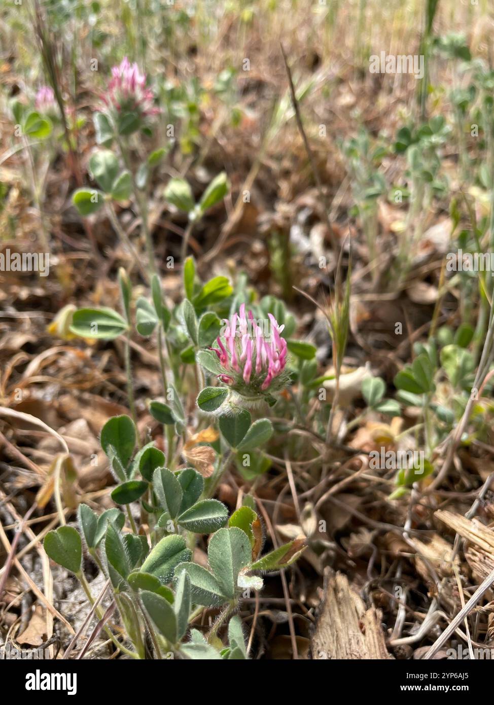 Rose Clover (Trifolium hirtum Stock Photo - Alamy
