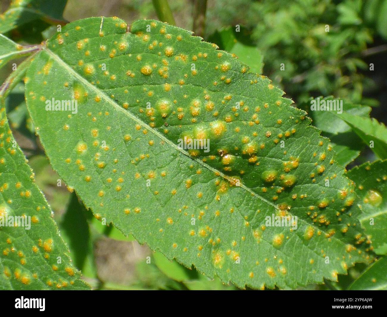 Elderberry Rust (Puccinia sambuci Stock Photo - Alamy