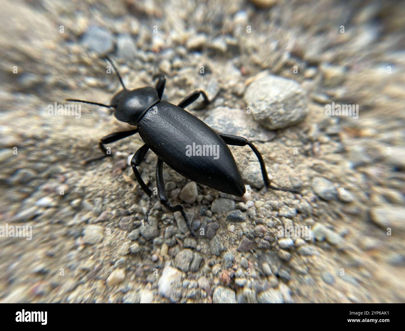 Dentate Stink Beetle (Eleodes dentipes Stock Photo - Alamy