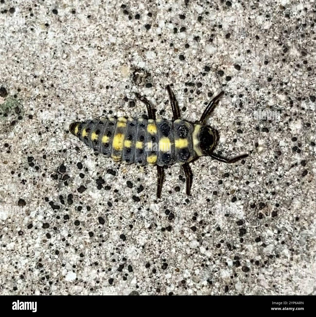 Ashy gray lady beetle hi-res stock photography and images - Alamy