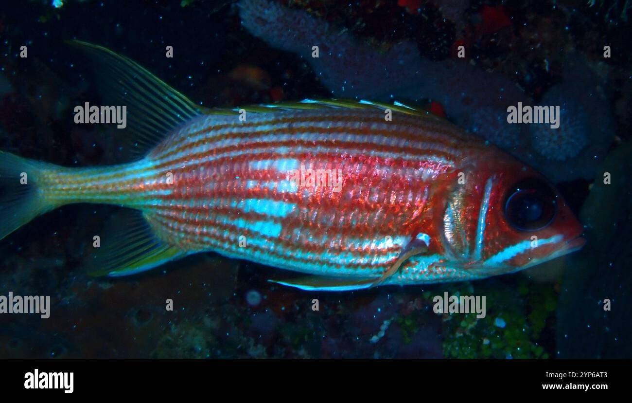 Longspine Squirrelfish (Holocentrus rufus Stock Photo - Alamy