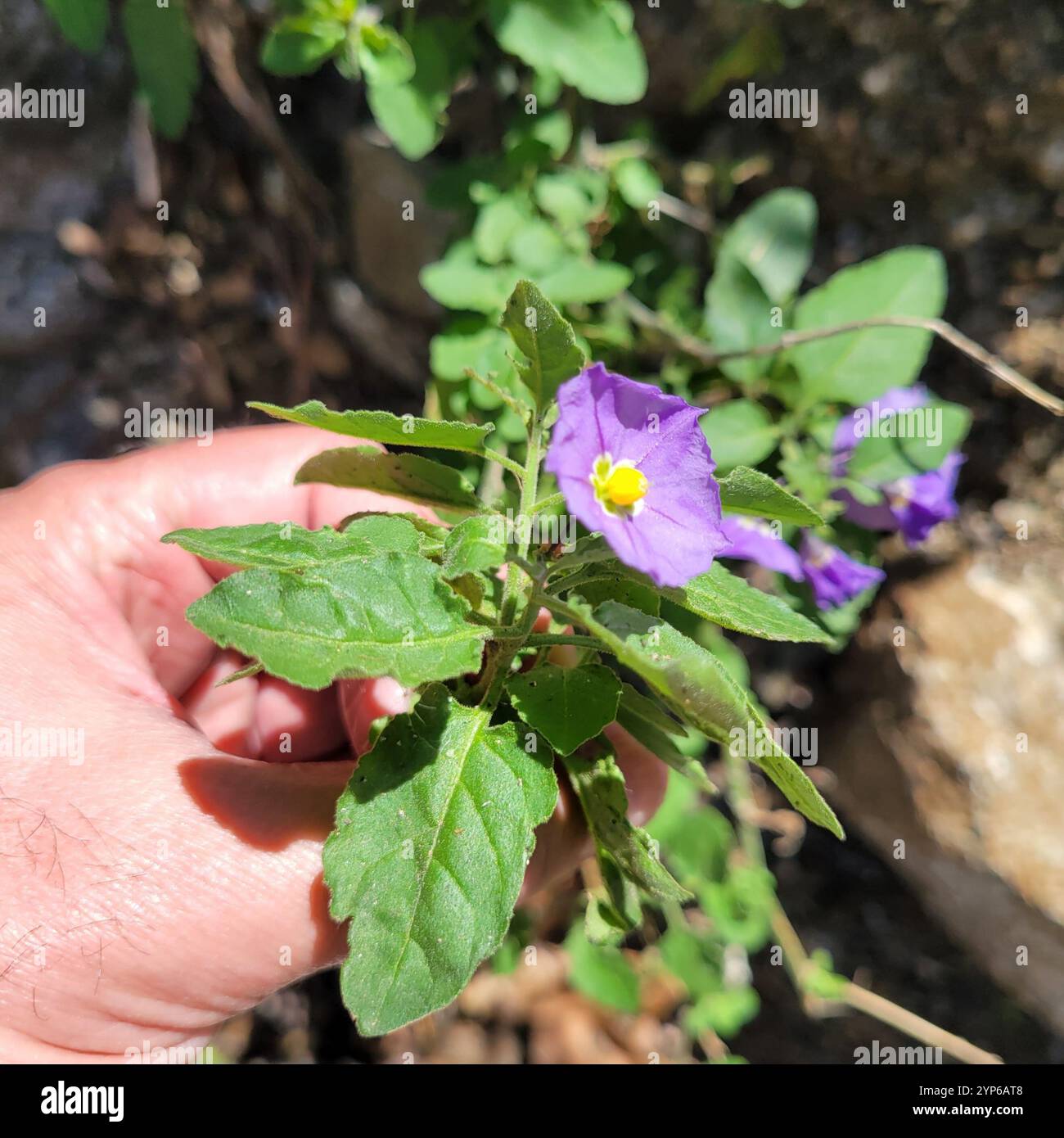purple nightshade (Solanum xanti Stock Photo - Alamy