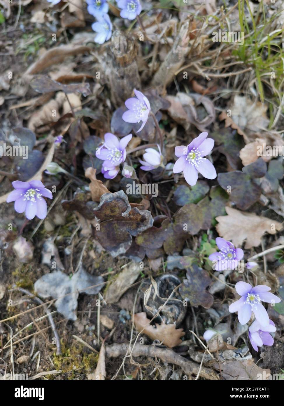 Liverleaf (Hepatica nobilis Stock Photo - Alamy