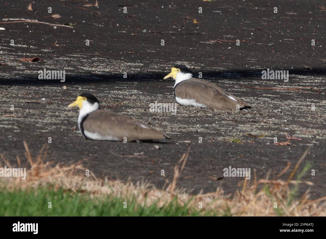 Black-shouldered Masked Lapwing (Vanellus miles novaehollandiae Stock ...
