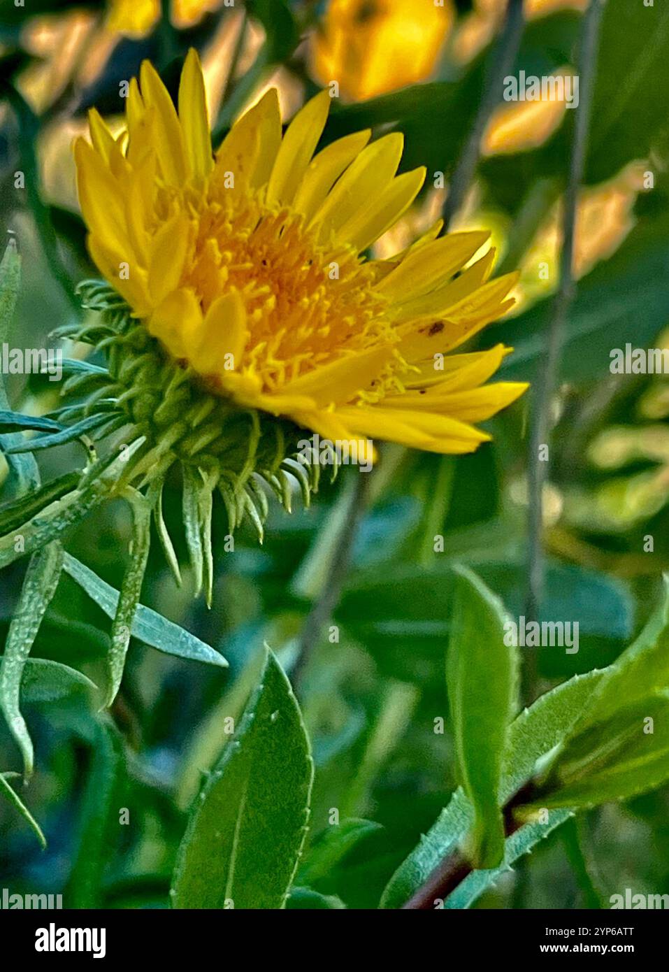Great Valley gumweed (Grindelia camporum Stock Photo - Alamy