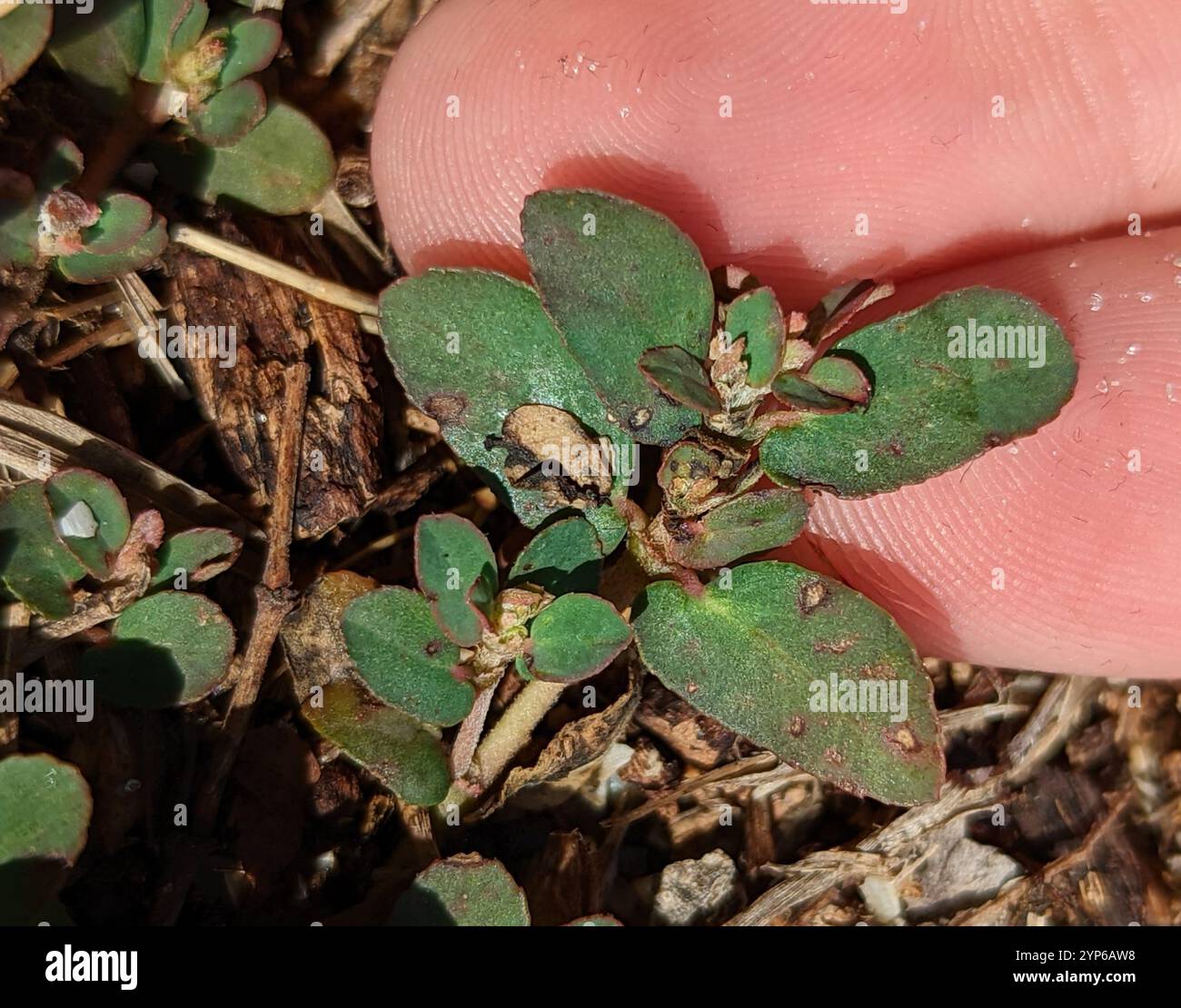 Spotted spurge (Euphorbia maculata Stock Photo - Alamy