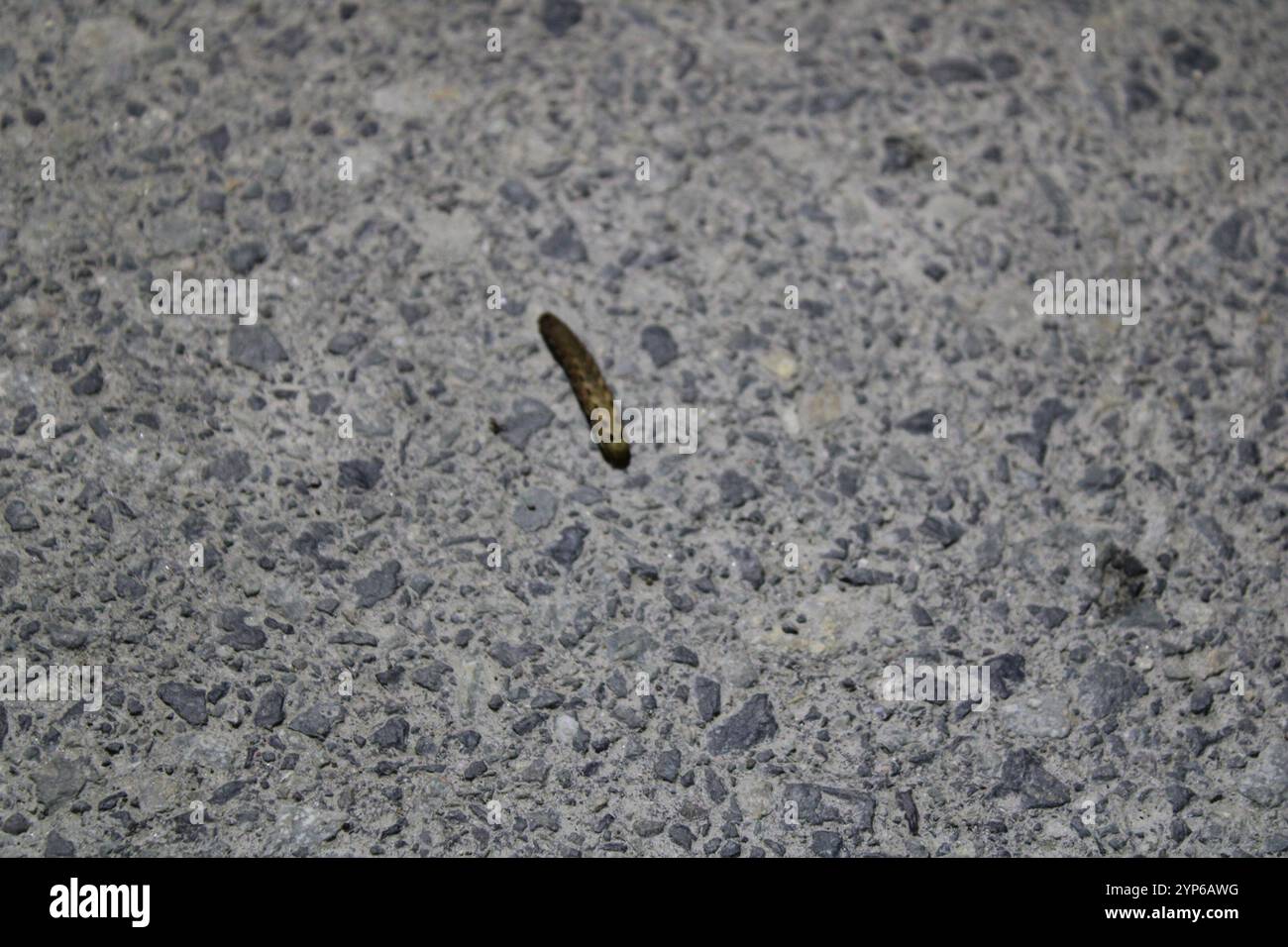 Owlet Moths and Allies (Noctuoidea Stock Photo - Alamy
