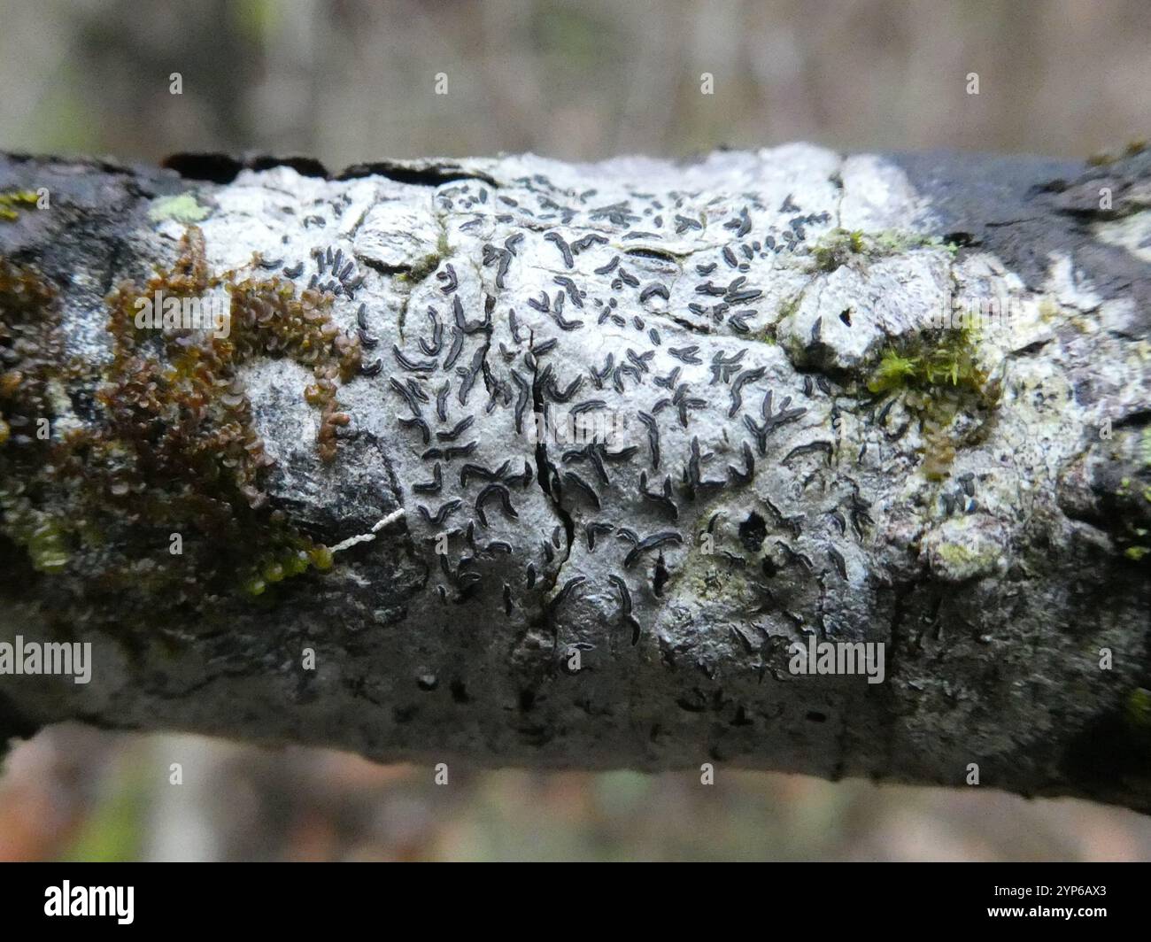 Common Script Lichen (Graphis scripta Stock Photo - Alamy