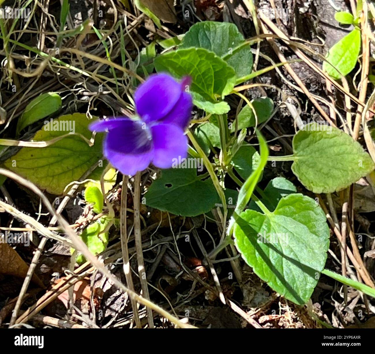 hookedspur violet (Viola adunca Stock Photo - Alamy
