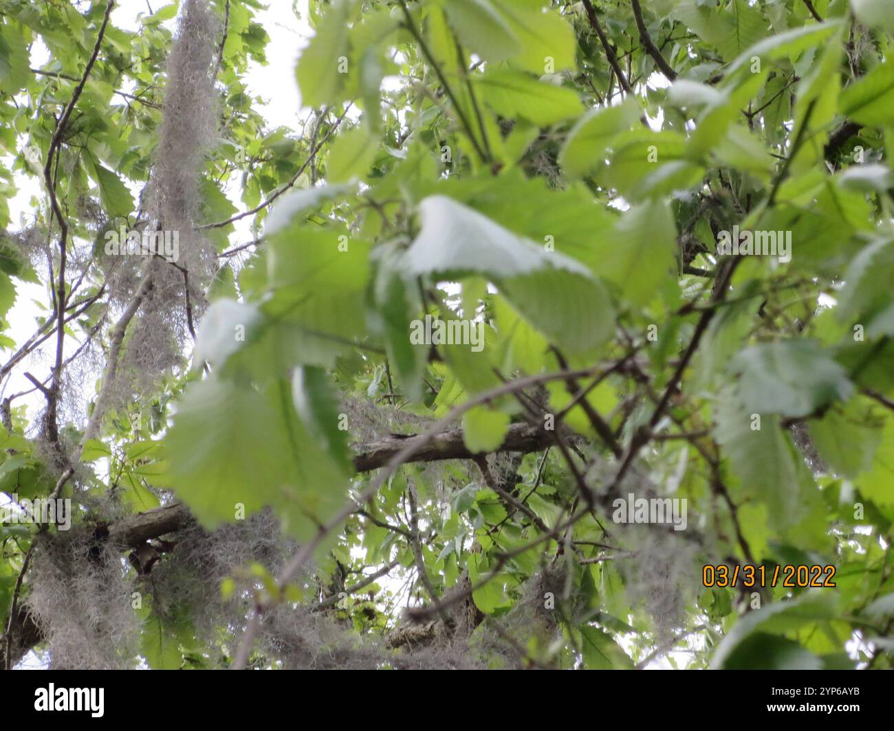 swamp chestnut oak (Quercus michauxii Stock Photo - Alamy
